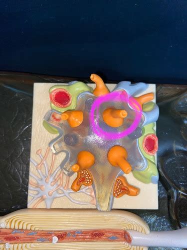 Lab 7 Flashcards Quizlet