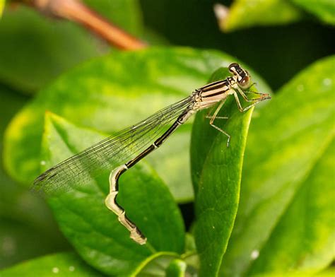 Strange Appendage From Abdomen Of Damselfly Bugguide Net