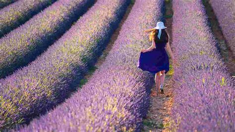 프랑스 프로방스 알프스 코트다쥐르 지역 발랑솔 마르세유 구항 1일 투어 퍼플 라벤더 드림 투어 클래식 노선 중국어 전문 차량 가이드