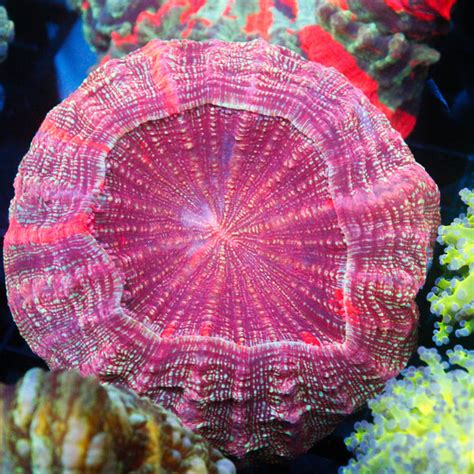 Jc Rainbow Acanthophyllia Jersey Corals