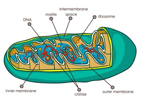 Bio Lab Practical 1 Flashcards Quizlet