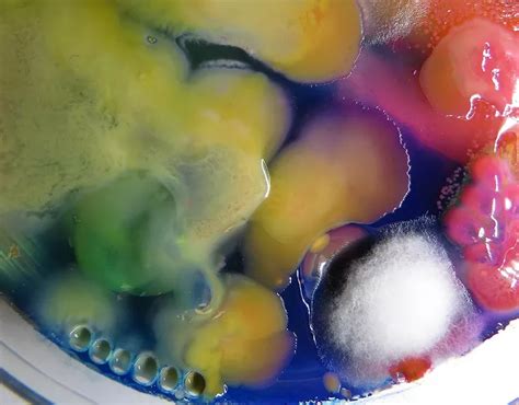 Dasha Plesen On Behance Artofit