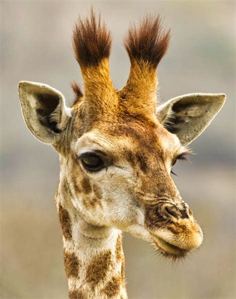 Giraffe Face Close Up Giraffe Looks At Camera And Shakes Head Out Of