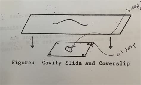 Micro Lab Midterm Flashcards Quizlet