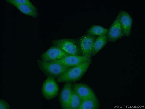 Stat3 Antibody 60199 1 Ig Proteintech