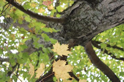 Img0625 Cassidy Triggiani Flickr