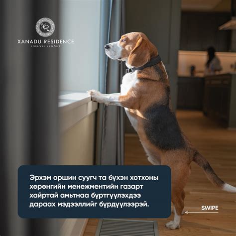 💓Эрхэм оршин суугч та бүхэн хотхоны Xanadu Residence