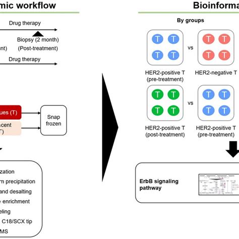 Schematic Diagram Of The Quantitative Phosphoproteomic Analysis In This