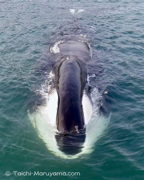ホッキョククジラ北極鯨 丸山太一