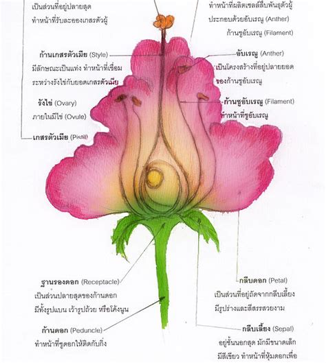 ดอก สวนพฤกษศาสตร์ป พ