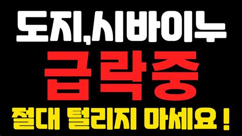도지코인시바이누코인 급락중 절대 털리지 마세요 불독코인비트코인리플이더리움도지코인코인단타 Youtube