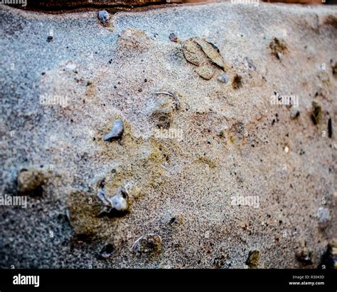 Small Fossilized Shells Peak From Weathering Sandstone On The Beach In