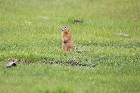 Gopher Stands In The Grass On Summer Day Stock Image Image Of Natural