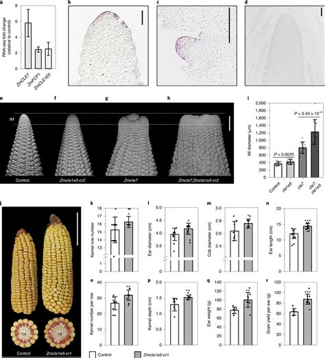 Zmcle1e5 Crispr Null Alleles Enhance Meristem Size And Download Scientific Diagram