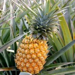 Buy Gold Pineapple Plant Live Sweet Pineapple Fruit Tree