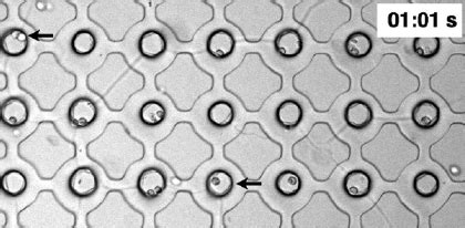 Cell Loading In A VIA Devices Showing Both Single And Two Cell Download Scientific Diagram
