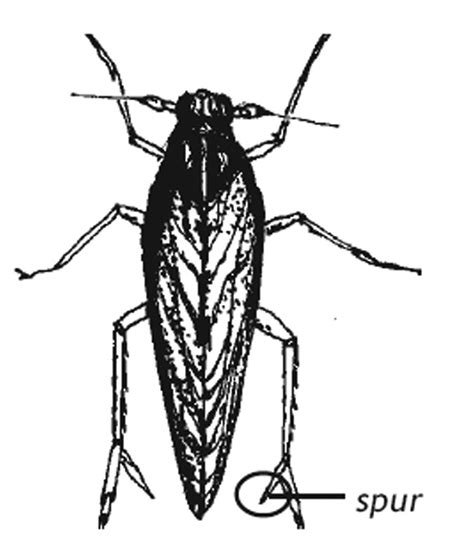 Management Of Planthoppers And Leafhoppers Agriculture Monthly