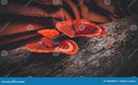 Ganoderma Lingzhi In Nature Stock Image Image Of Like Belongs 268288621