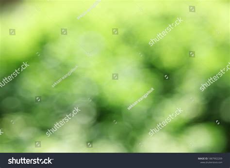 Blur Background Tree Natural Light Stock Photo 1887902209 Shutterstock