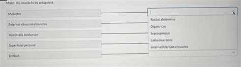 Solved Match The Muscle To Its Antagonist Masseter External