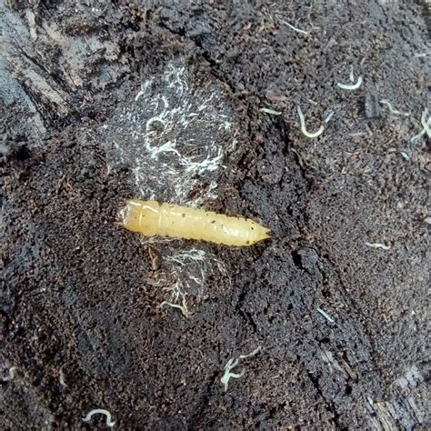 Synchroa Punctata From Markham On L6g 1a6 Canada On February 8 2024