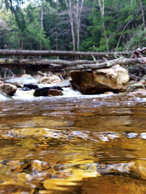 Photos Endless Autumn For Brook Trout Orvis News