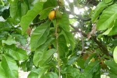Health Benefits Of Tahitian Chestnuts Health Benefits