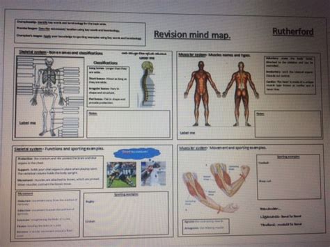 Edexcel Gcse Pe Learning Mat Skeletal And Muscular System Teaching Resources