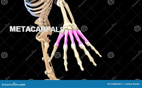 Metacarpals Bones Of Human Hand Stock Illustration Illustration Of Toes Finger 216854267