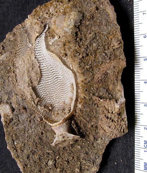Louisville Fossils And Beyond Polypora Bryozoan Fossil