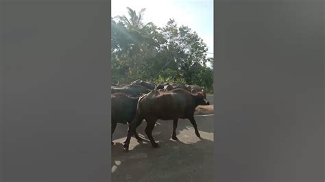 මී හරක් 🐄🐮🐂රුහුනේ නැවුම් මී කිරි 🍼🥛🍶🧉 Youtube