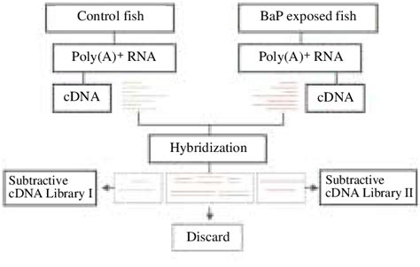 Construction Of Subtractive Cdna Library Poly A Rna Was