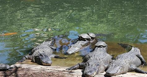 Its Community Effort Imgur