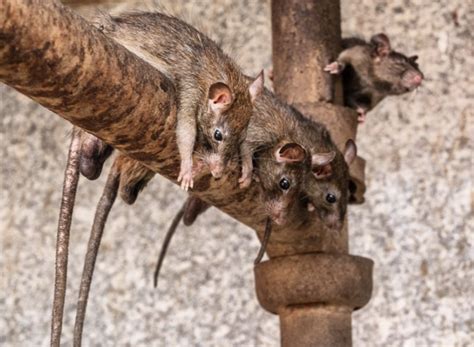 How Big Are New York Rats New 2025 Data