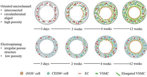 Construction Of Vascular Graft With Circumferentially Oriented