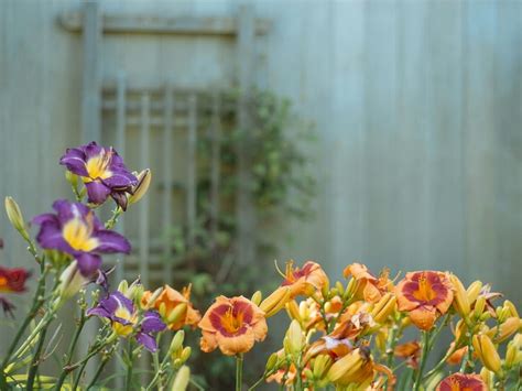 Садовые многолетники в природном земледелии