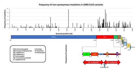 Non Synonymous Mutations Of Sars Cov 2 Variants Mutation Frequencies