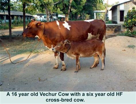 Filevechur Cow Biodiversity Of India A Wiki Resource For Indian