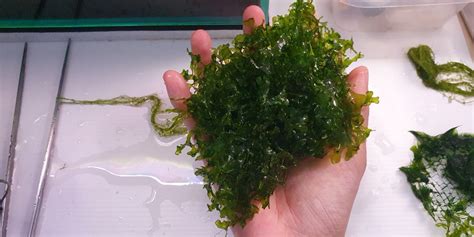 Sswassertangseaweed Pet Supplies Health And Grooming On Carousell