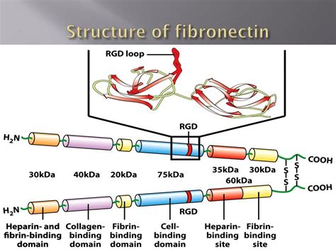 Ppt Cellular Interactions With The Environment Ecm Overview Powerpoint Presentation Id 9168268