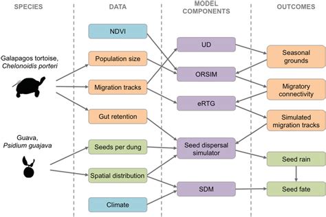 Workflow For Data‐driven Simulation Of Seed Dispersal By A Migrating