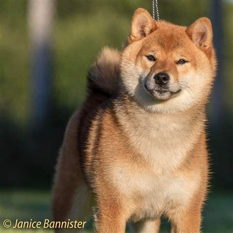Shiba Face Shape