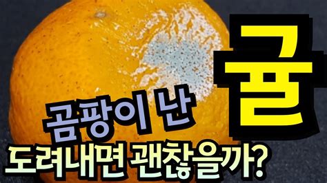 곰팡이 핀 귤 먹어도 될까 Youtube