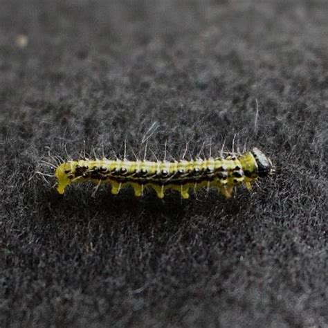 First Specimen Of Cydalima Perspectalis From Croatia Download