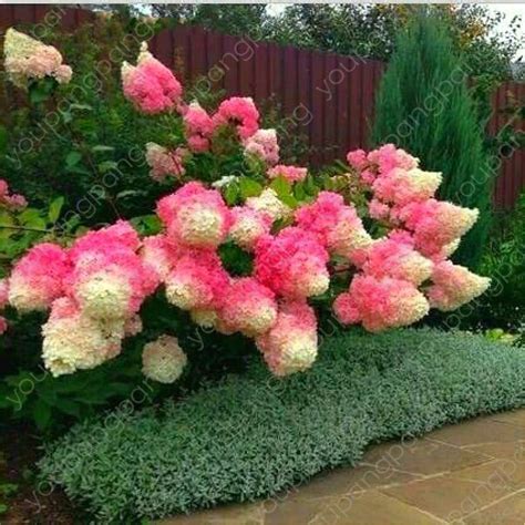 Hydrangea Paniculata Flower Seeds