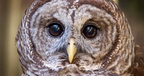 Barred Owl Facts Size Sounds Habitat And Pictures