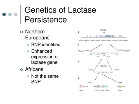 Ppt Tracing Human Evolution With Genetics Powerpoint Presentation