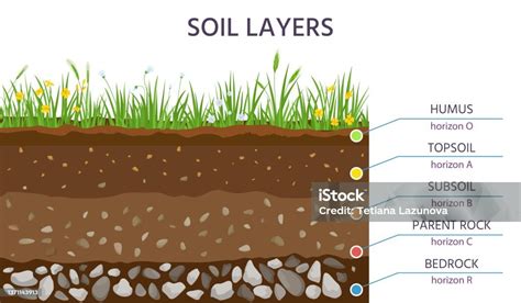 Soil Structure Layers Ground Cross Section Education Diagram Grass