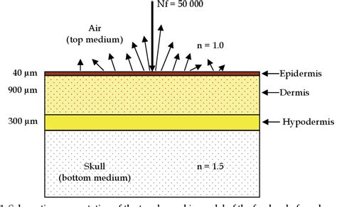 Figure 1 From Monte Carlo Modeling Of Light Propagation In Neonatal Skin Semantic Scholar