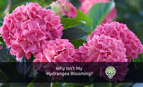 Why Isnt My Hydrangea Blooming